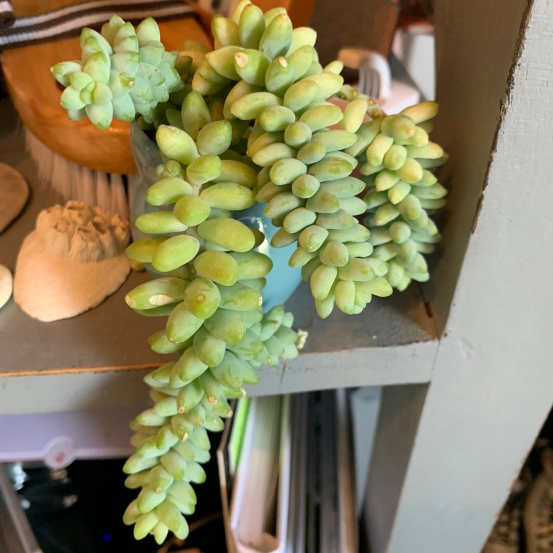 String of Tears Fertilizer: How and When to Use It