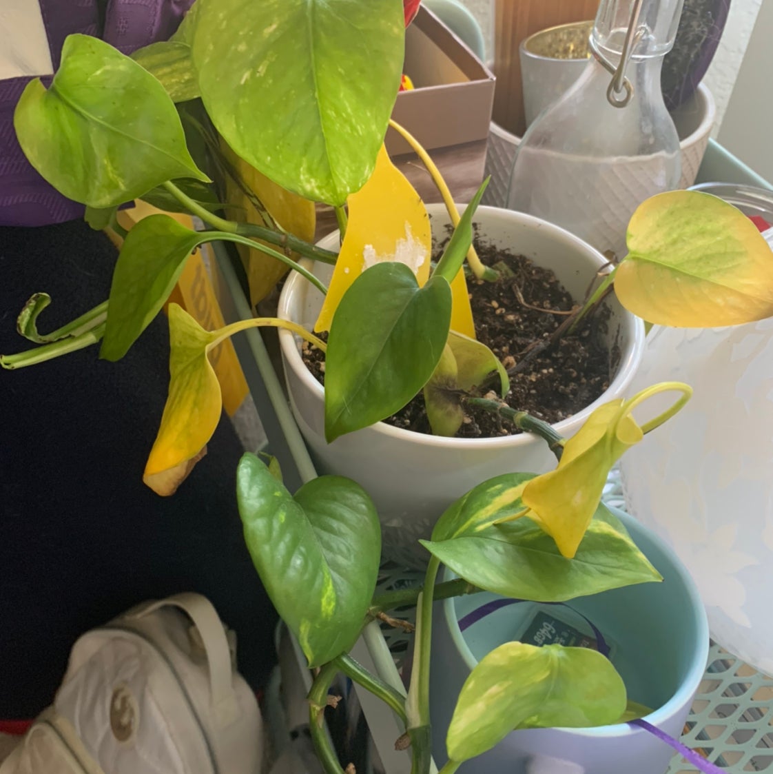 How to Get a Lizard Queen Pothos to Bloom