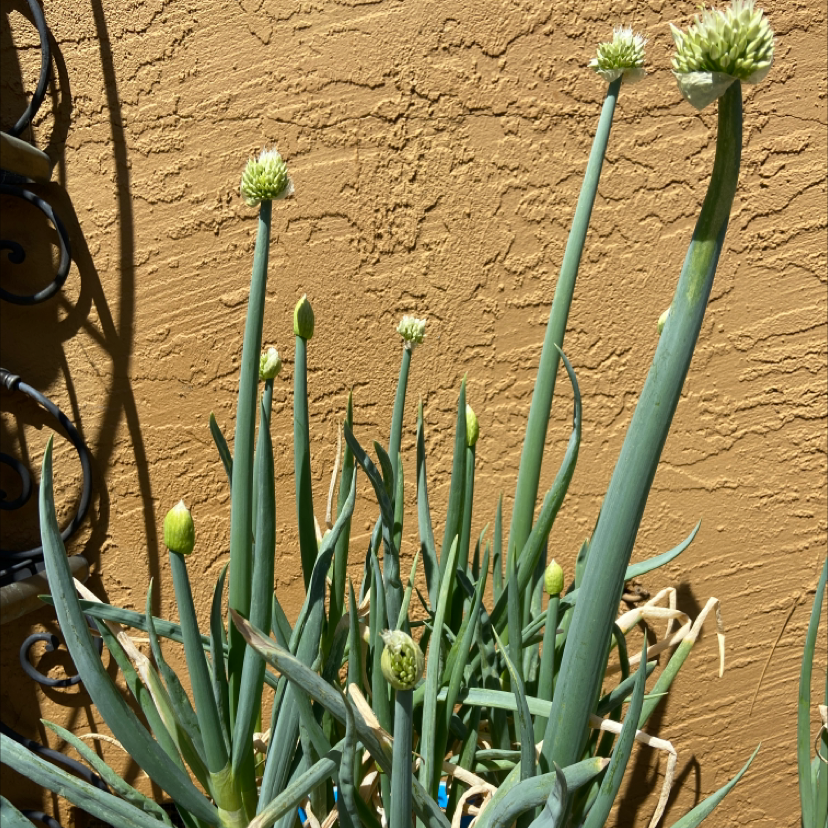 🧅 What Do Long Green Onion Flowers Mean?