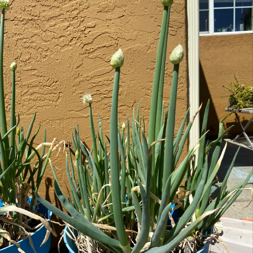 ⚠️ What Should I Do When Long Green Onion Leaves Turn Yellow?