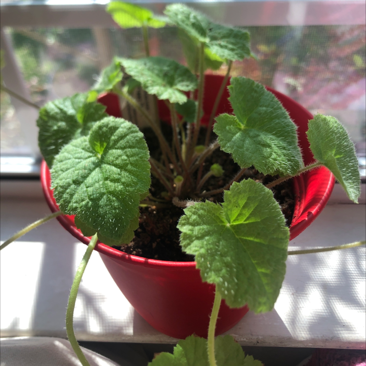 10 Benefits of Having a Piggyback Plant