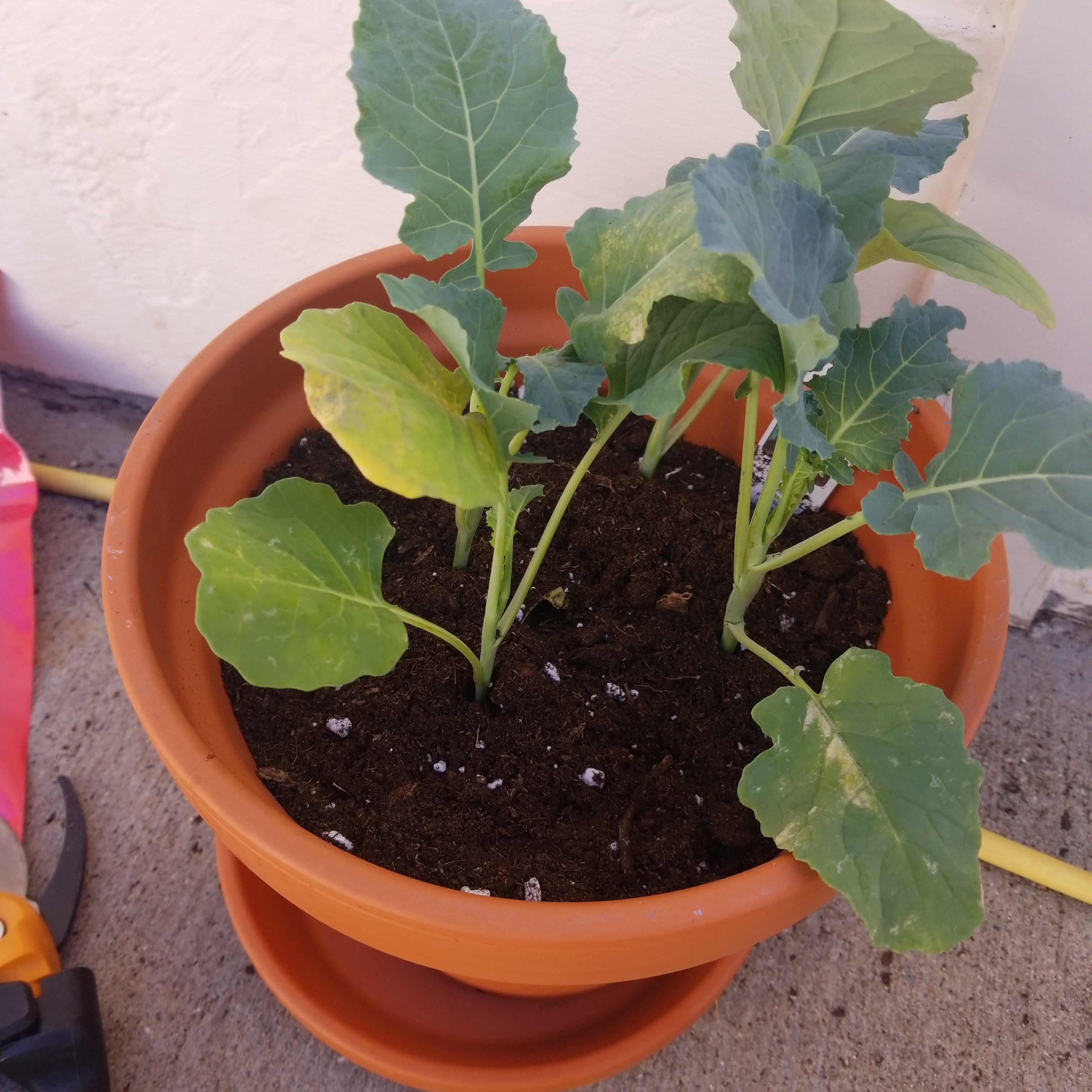 Propagating My Broccoli: Step-by-Step Guide