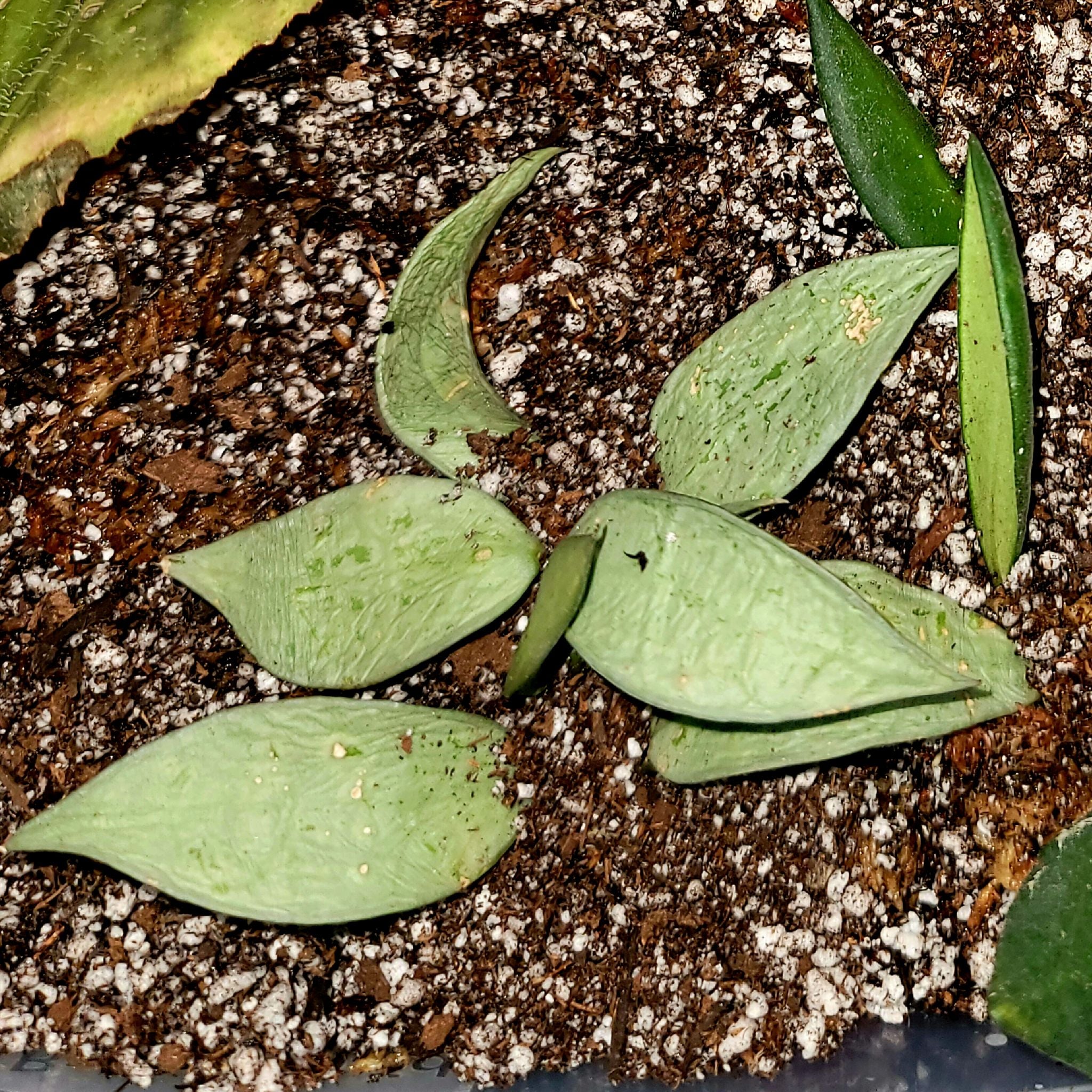 What Is A Good Temperature Range For My Hoya lacunosa?
