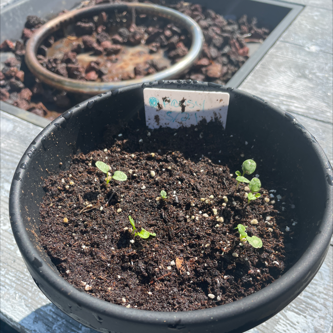 Soil Recommendations for Pansy