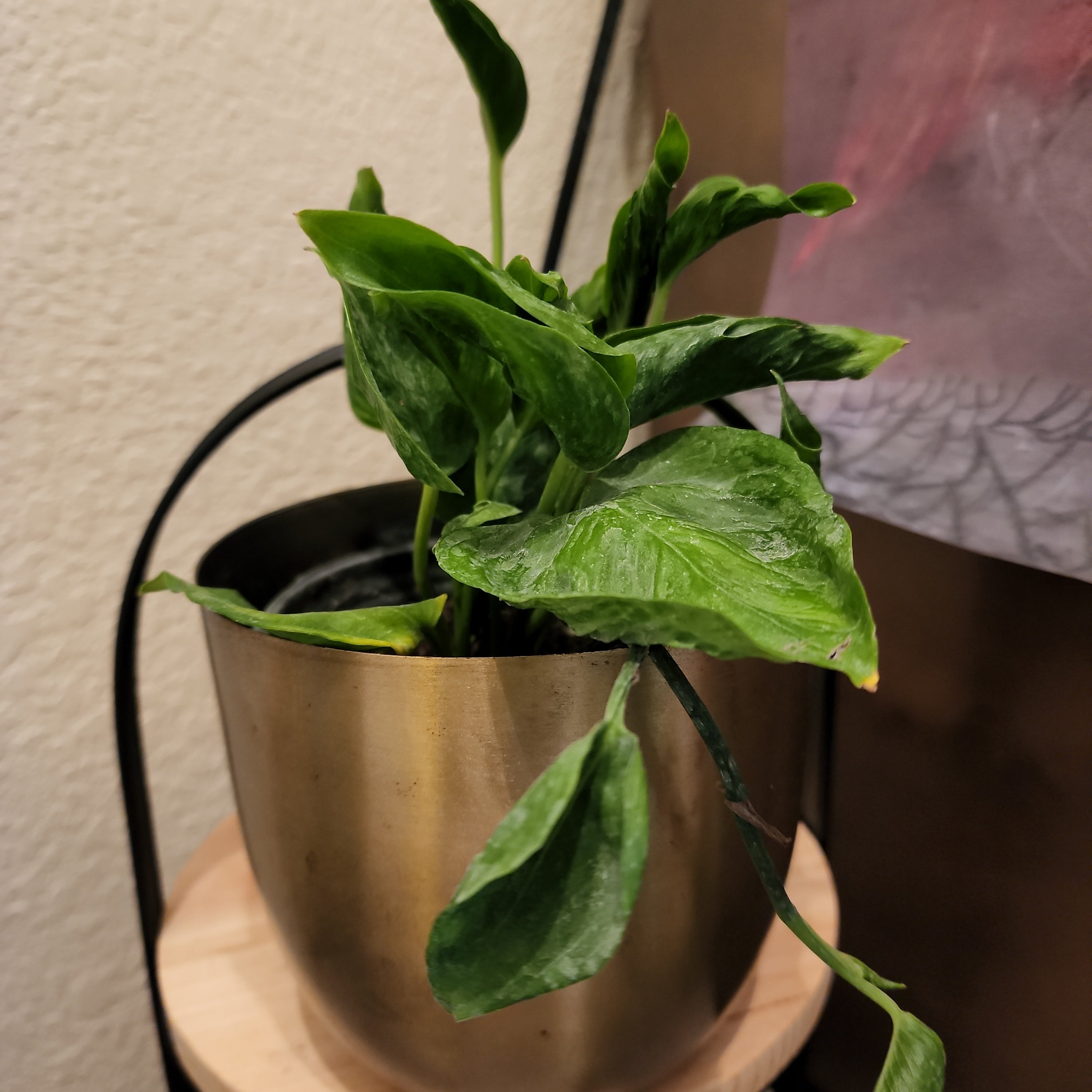 🌞 Your Pothos 'Shangri La''s Sunlight Needs