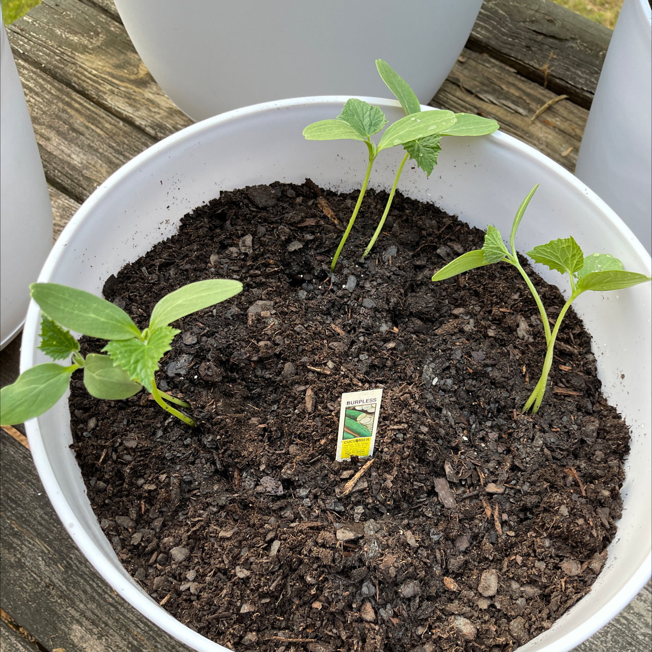 🥒 Why Are My Cucumber Leaves Droopy?