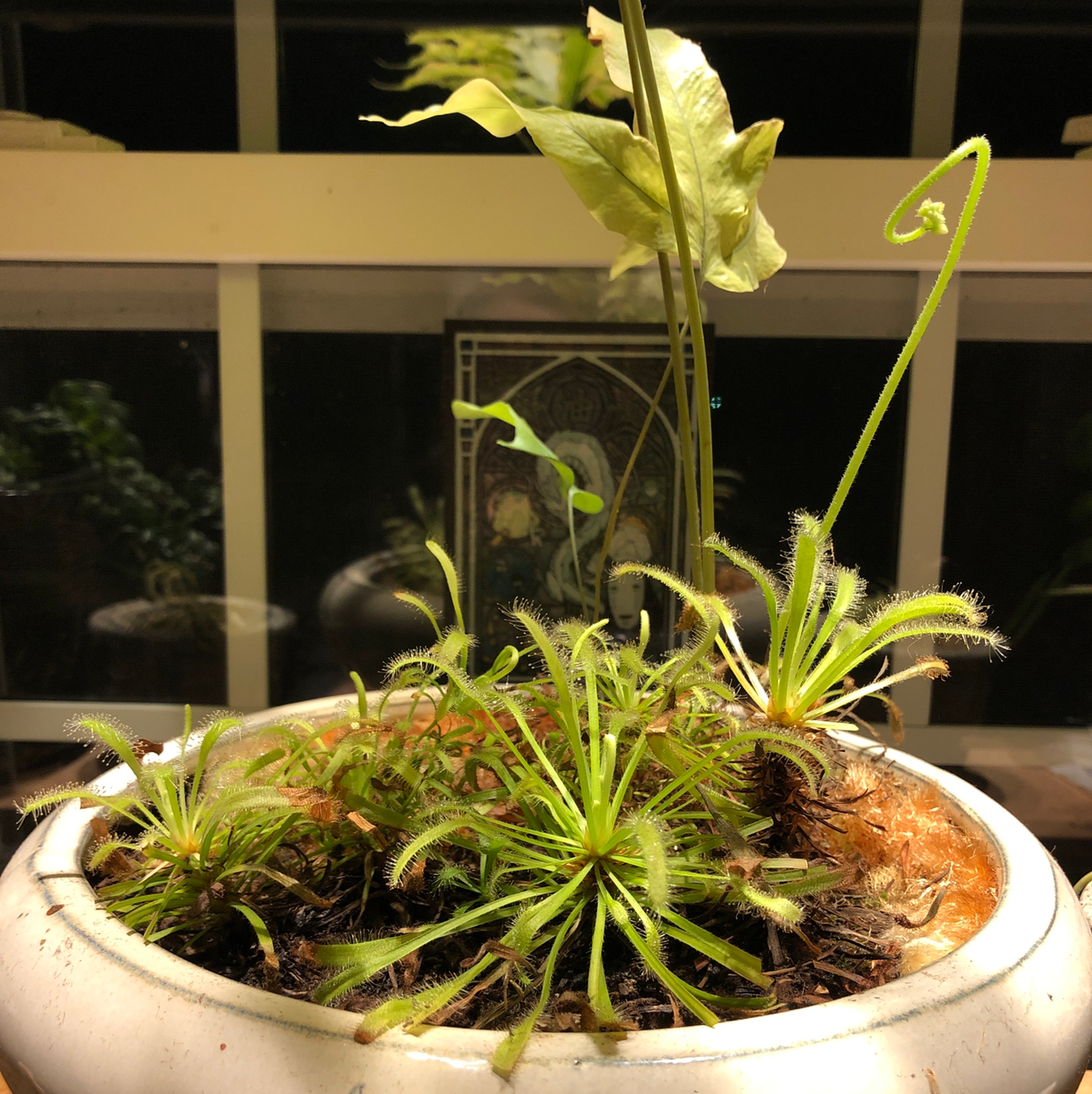 Why Are My Cape Sundew Leaves Mushy? 🪰