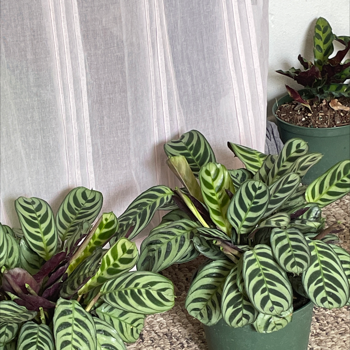 🐟 Propagating My Fishbone Prayer Plant: Step-by-Step Guide