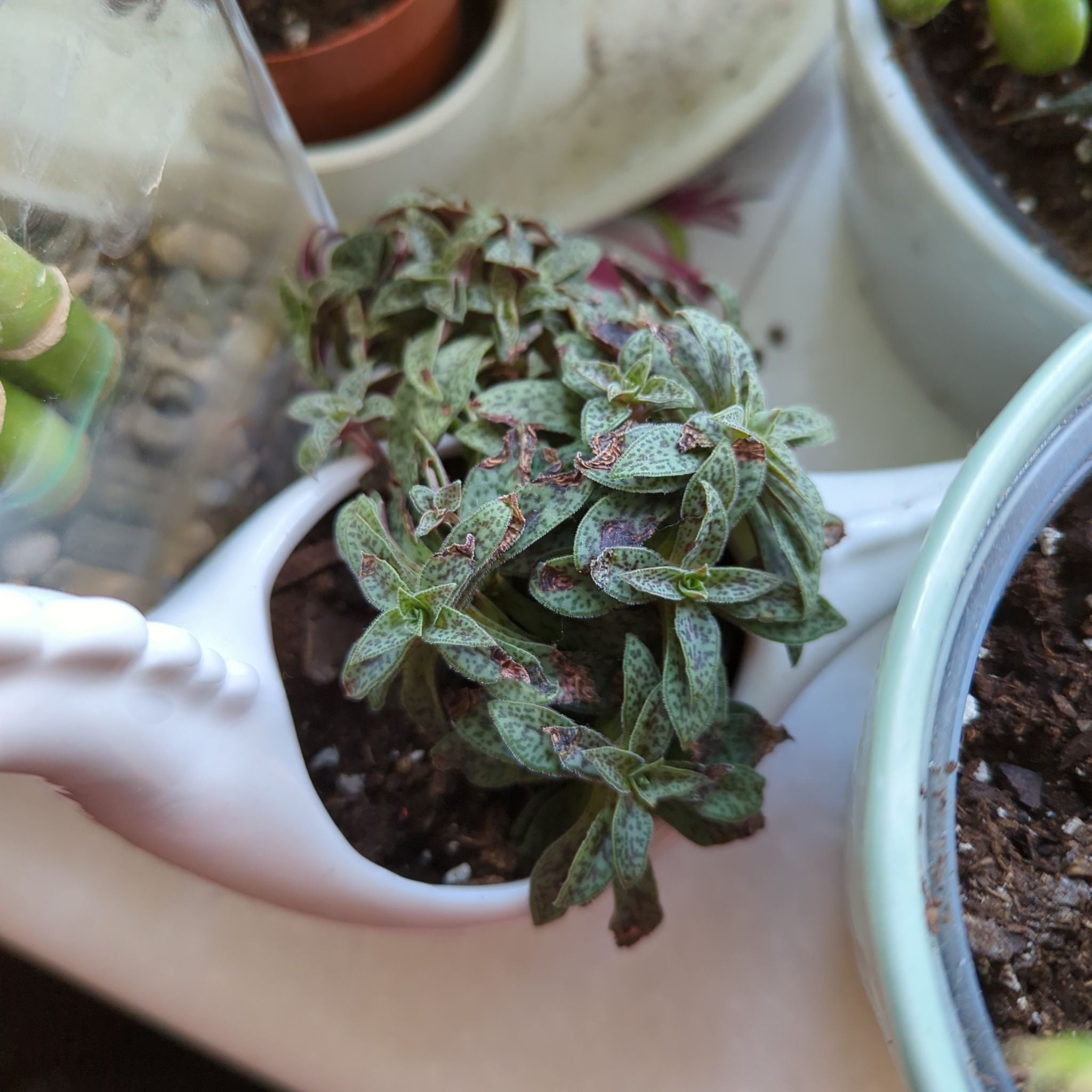 Symbolism and Benefits of the Tiger Jade