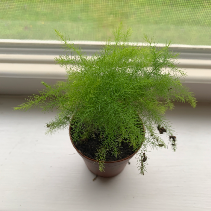 How Do I Propagate My Asparagus Fern?