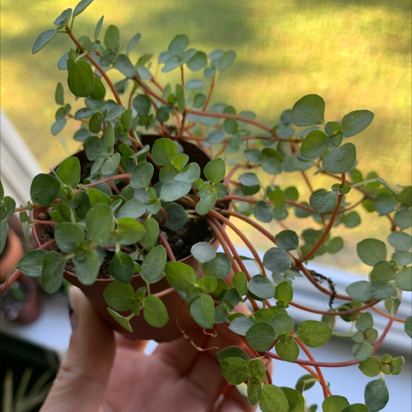 Symbolism and Benefits of the Pilea 'Aquamarine'