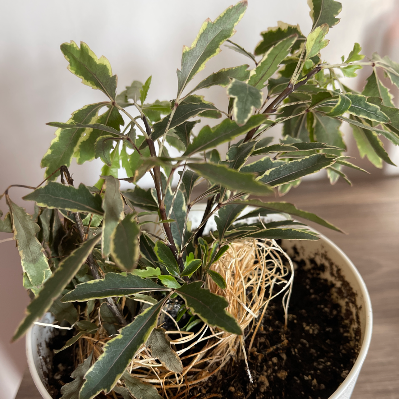 When And Where Should I Trim My False Aralia?
