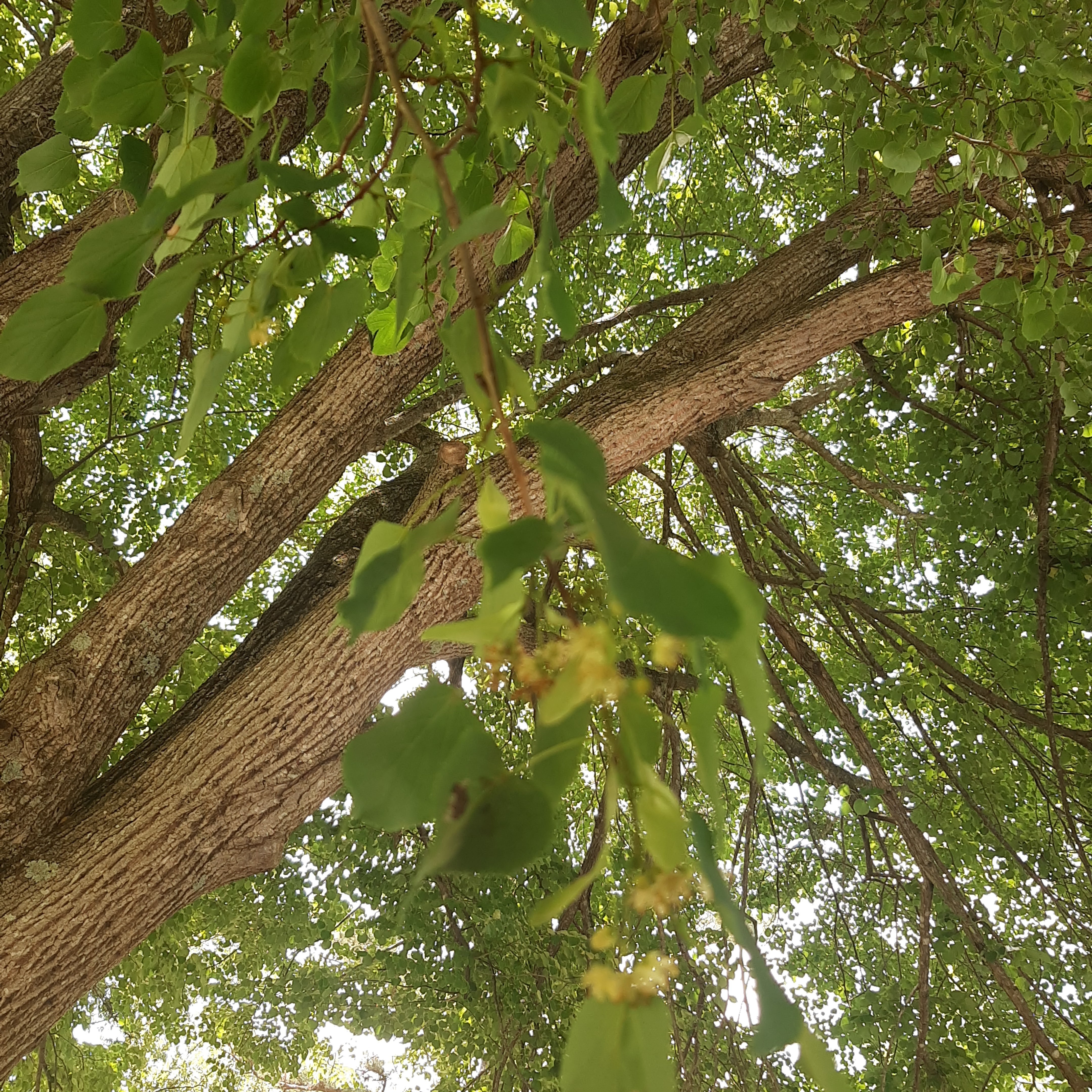 Propagating Your Ginkgo Tree: Step-by-Step Guide