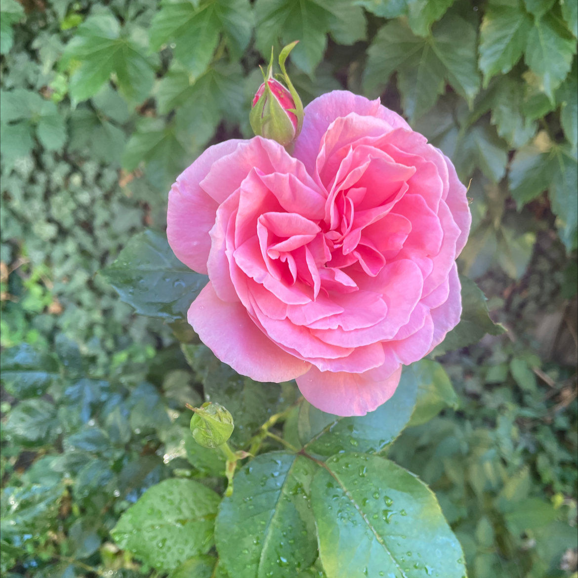 Propagating French Rose: Step-by-Step Guide