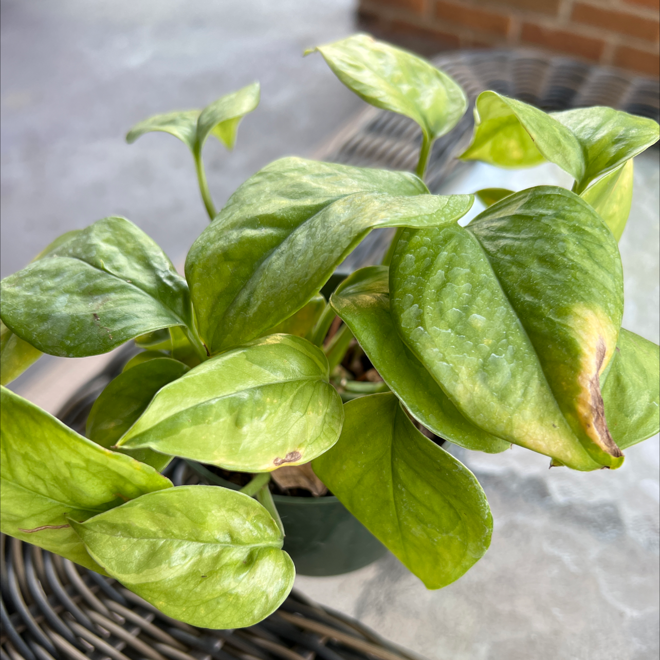 Symbolism and Benefits of the Emerald Pothos