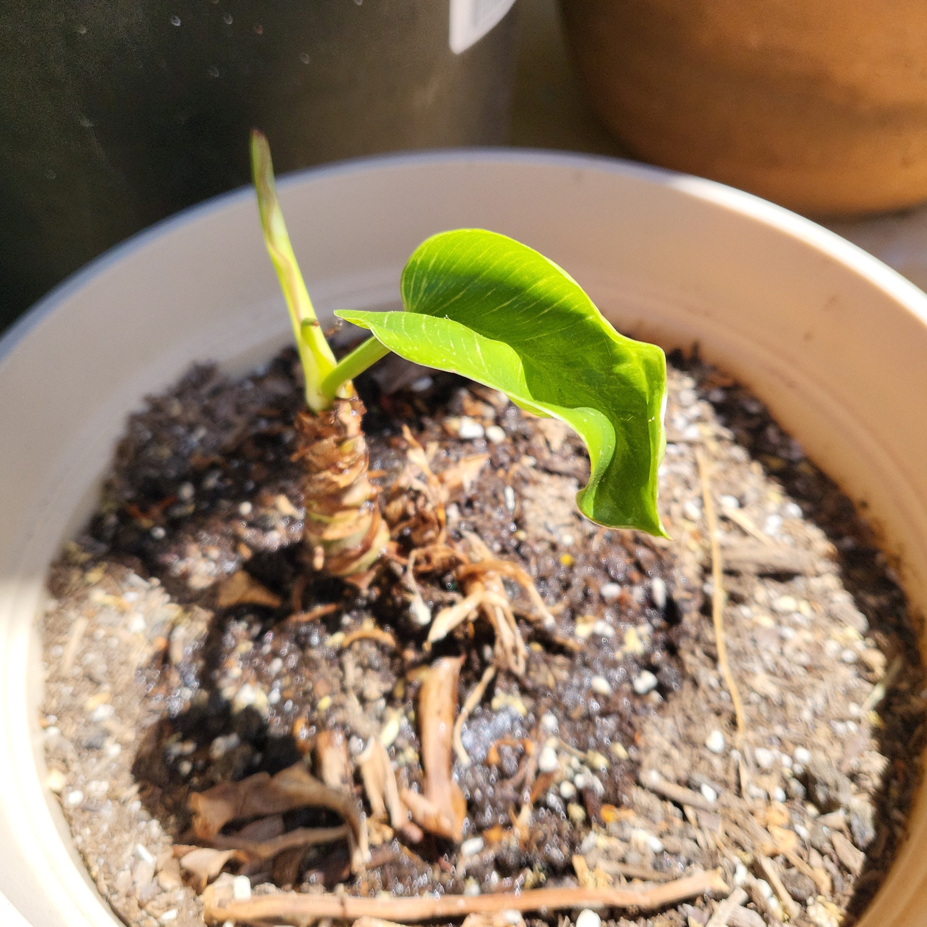 Common Green Arrow-Arum Problems