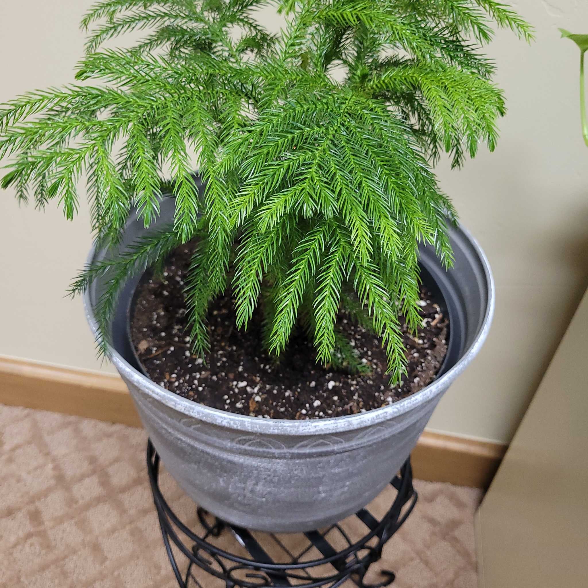 How Do I Propagate My Japanese Cedar?