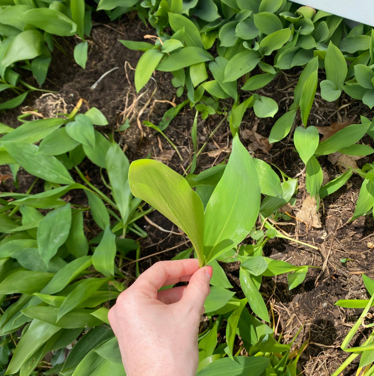 💧 How Much Humidity Does My Lily-of-the-Valley Need?