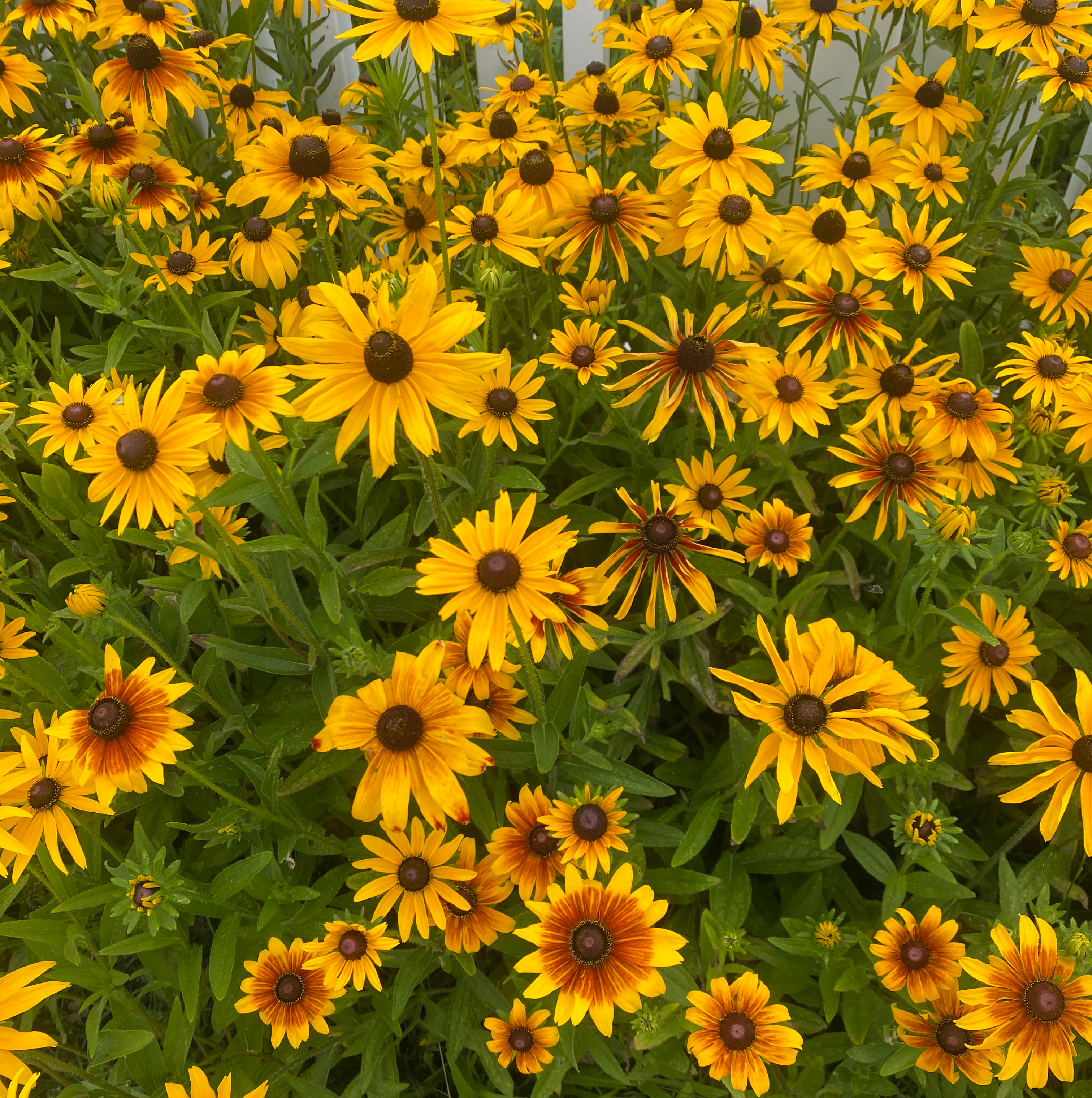 10 Benefits of Having a Blackeyed Susan