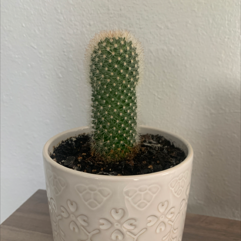 Why Are My Silver Ball Cactus Leaves Mushy? 💧
