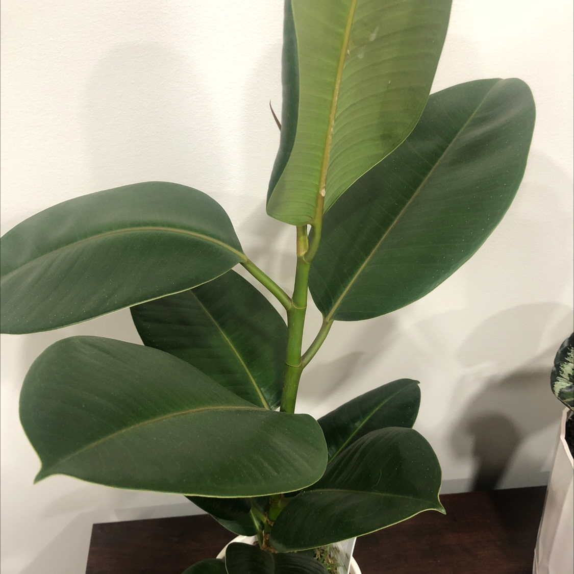 🌞 Is Direct Sunlight Good for My Ficus Robusta?