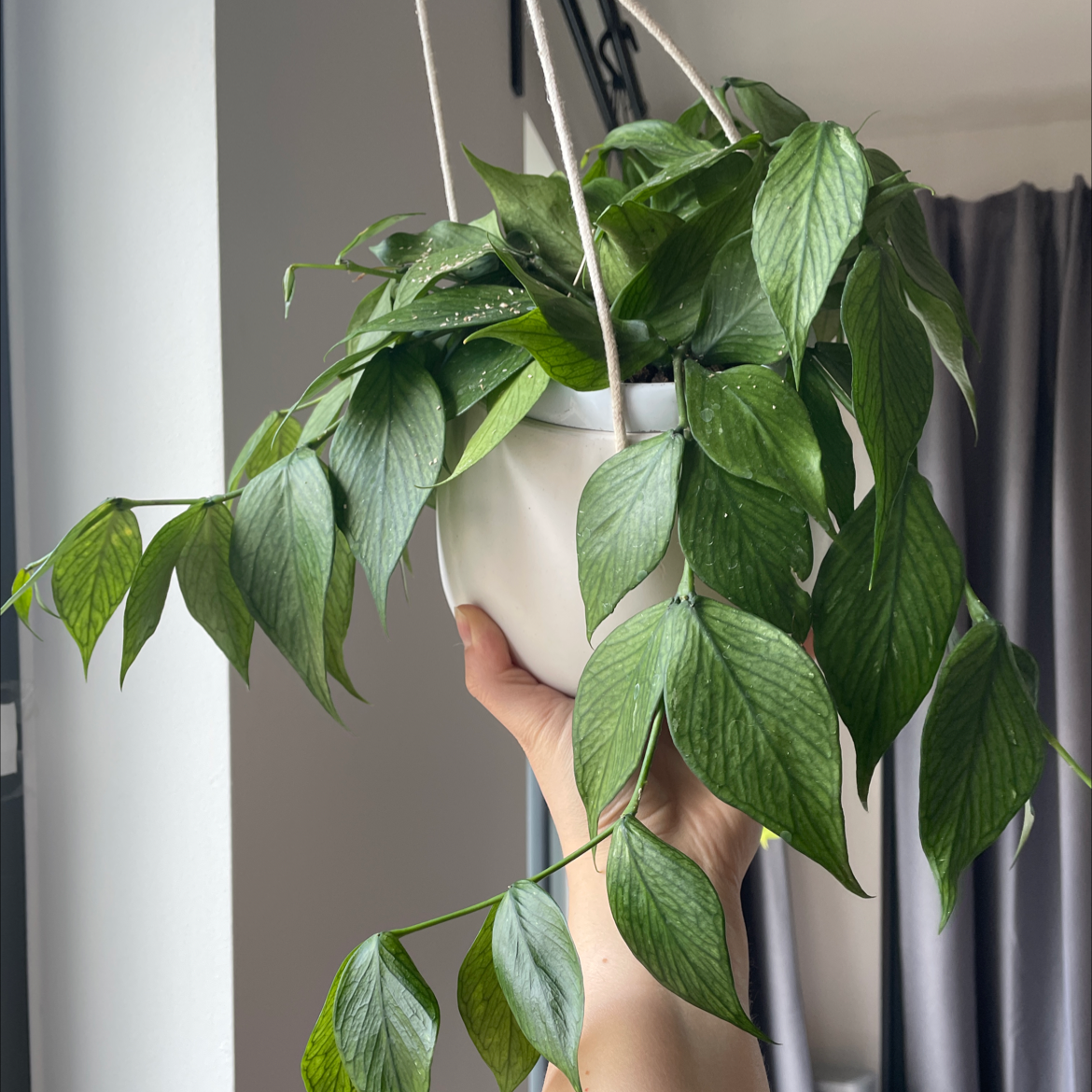 The Complete Fishtail Hoya Plant Care Guide: Water, Light & Beyond