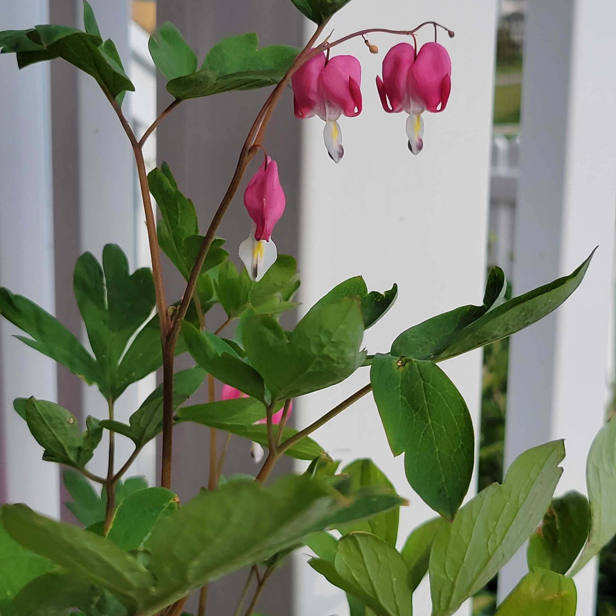 Black Spots on My Bleeding Heart Leaves