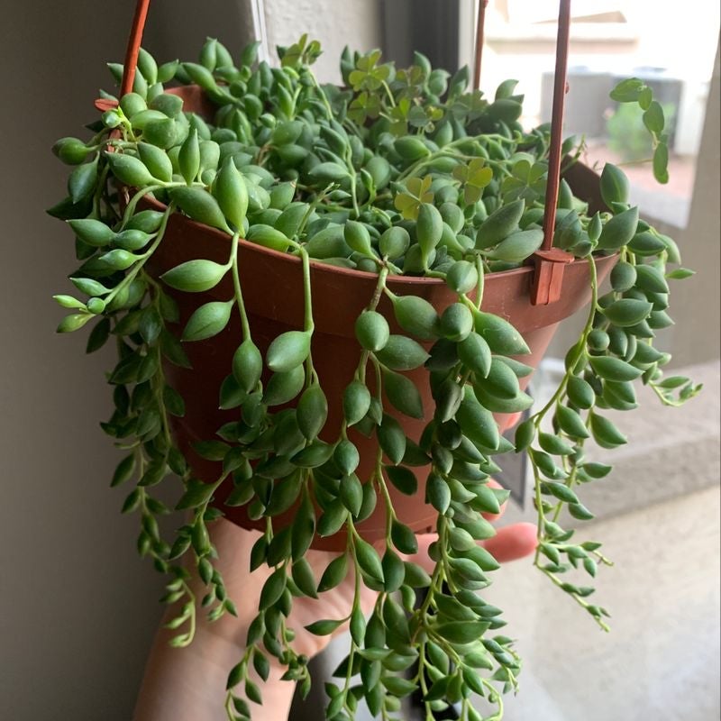 How Do I Fix Burro's Tail Root Rot?