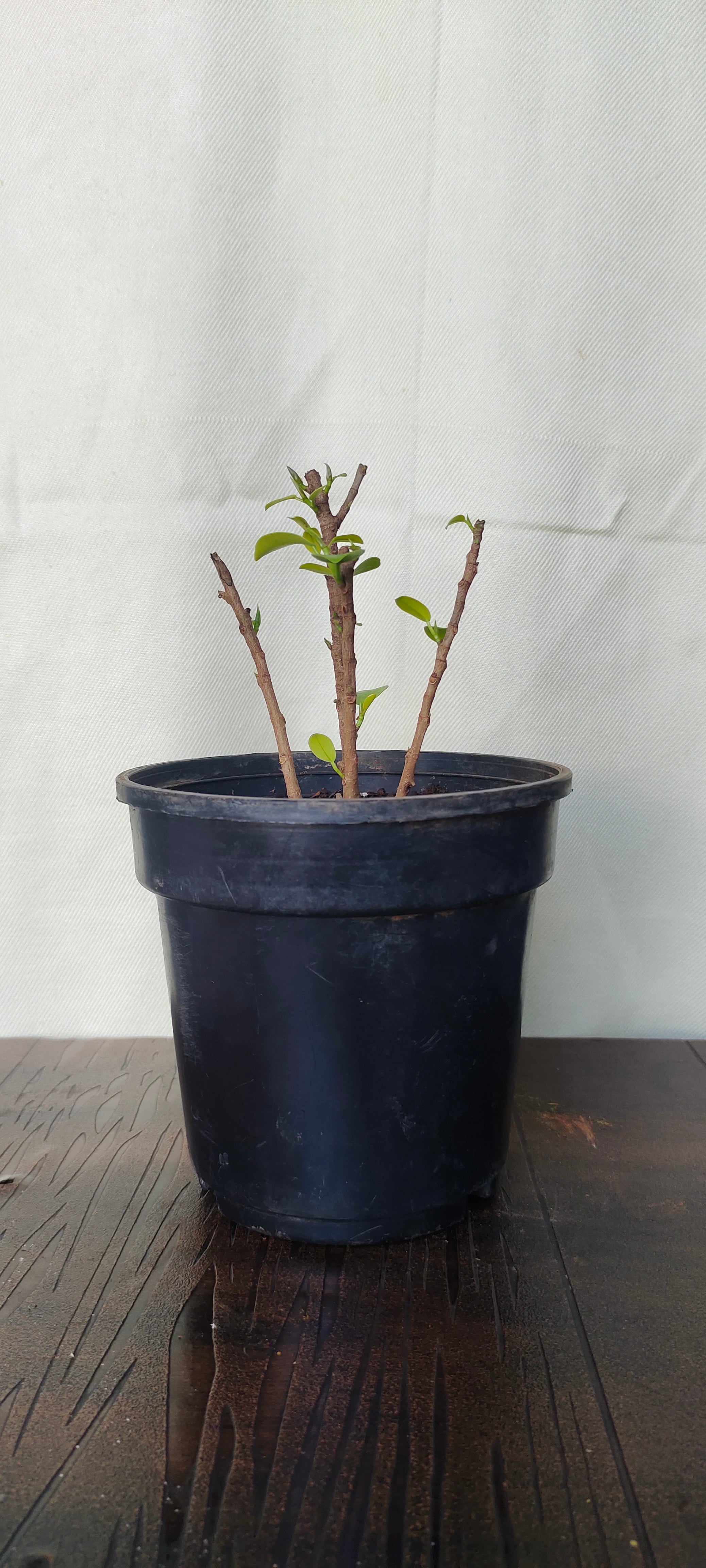 How Do I Fix ficus moclame root rot?