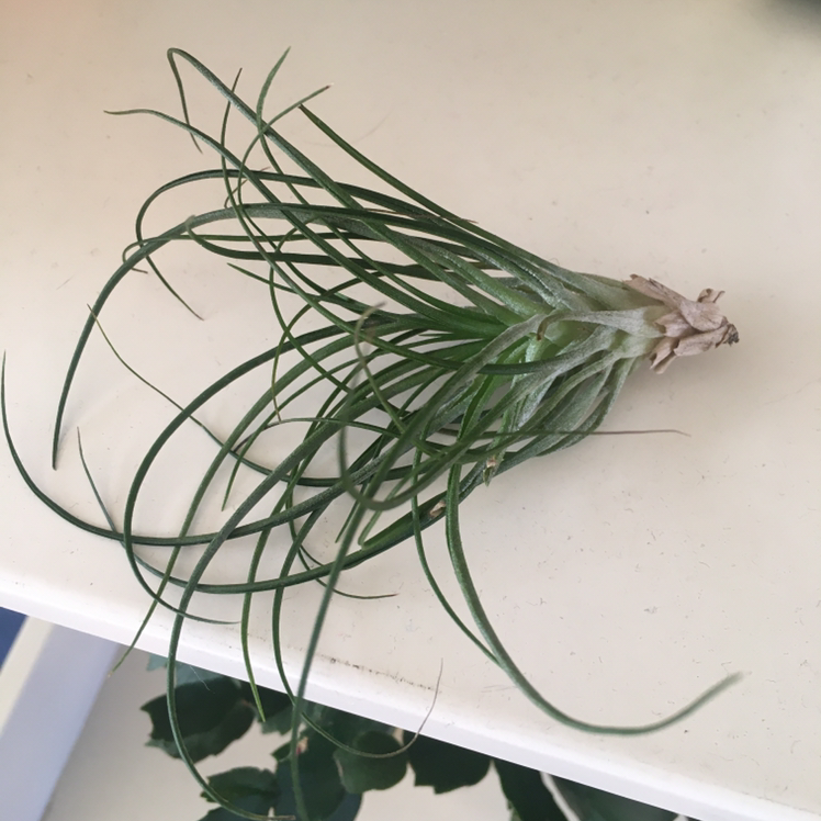 3. Shelly | A plant by @Lunarlea on Greg