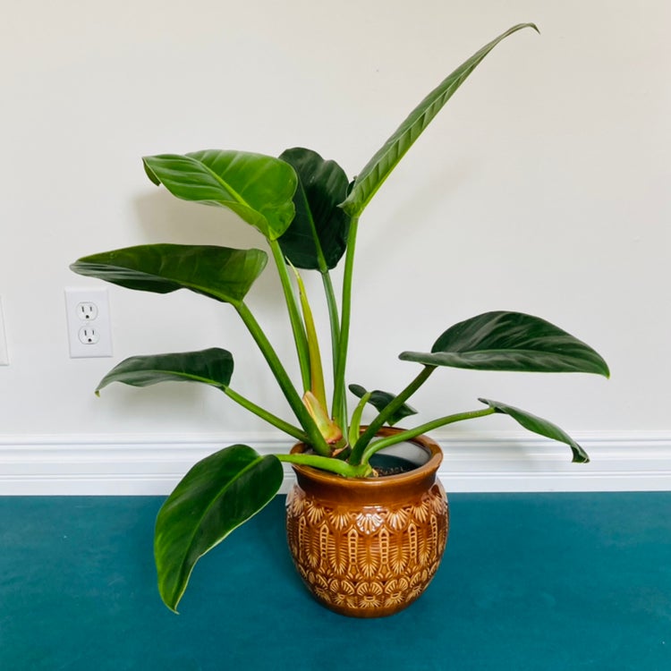 Philodendron wendlandii Plant Care: Water, Light, Nutrients | Greg App 🌱