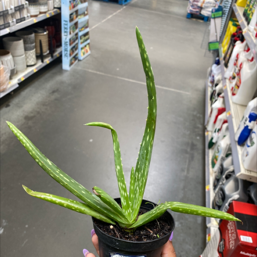 Aloie | A plant by @NativeRedbean on Greg