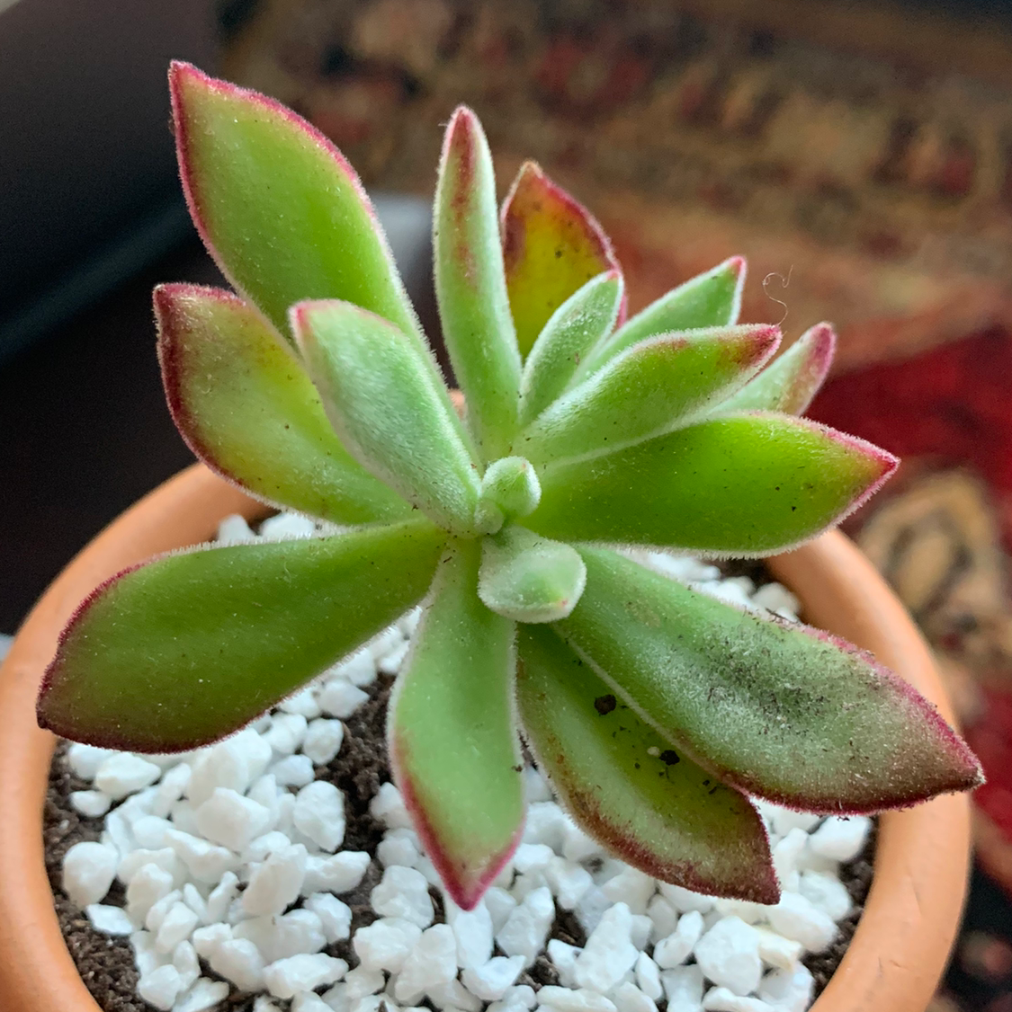 Symbolism and Benefits of the Echeveria 'Arrow Setosa'