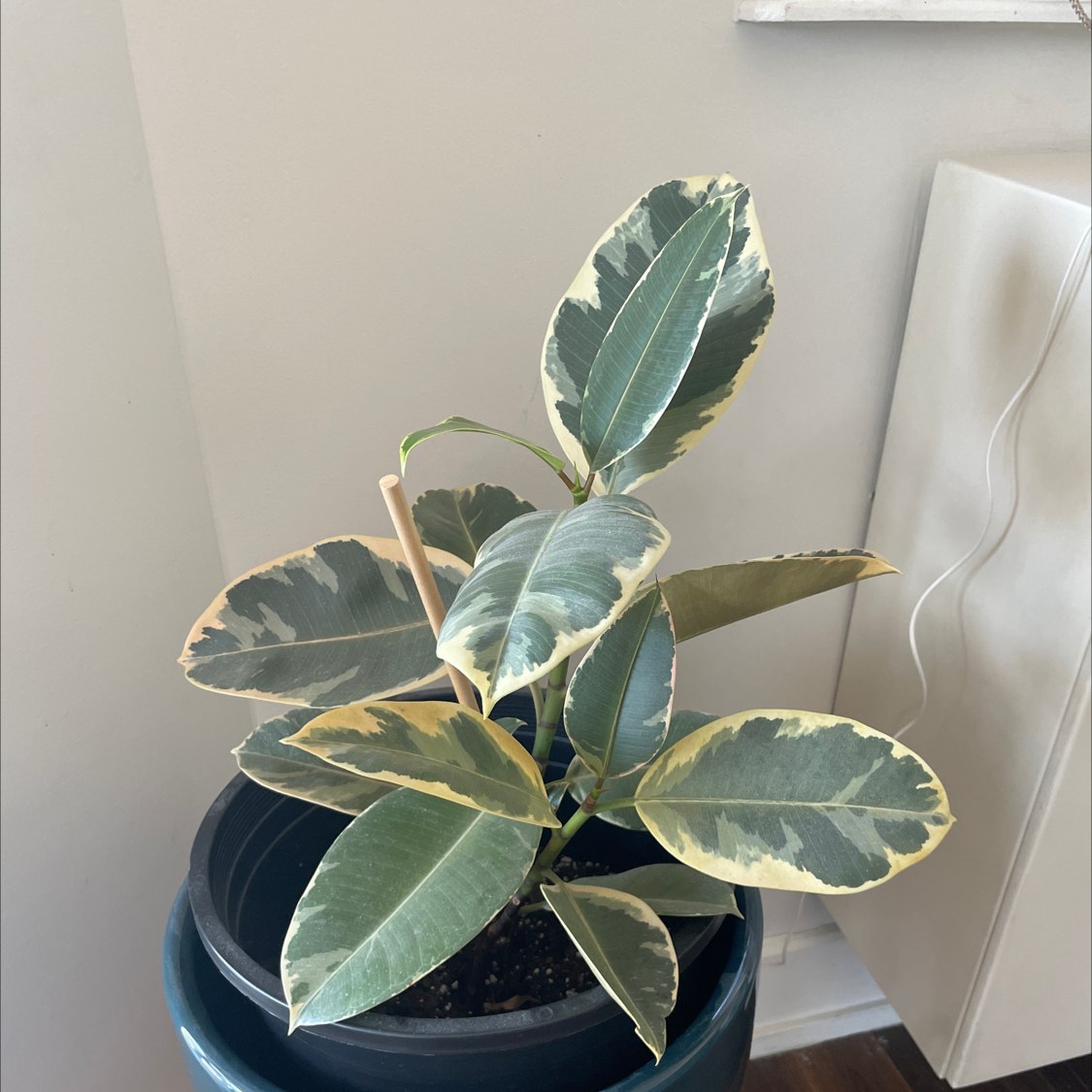 Why Are There Black Spots on My Ficus Decora Leaves?