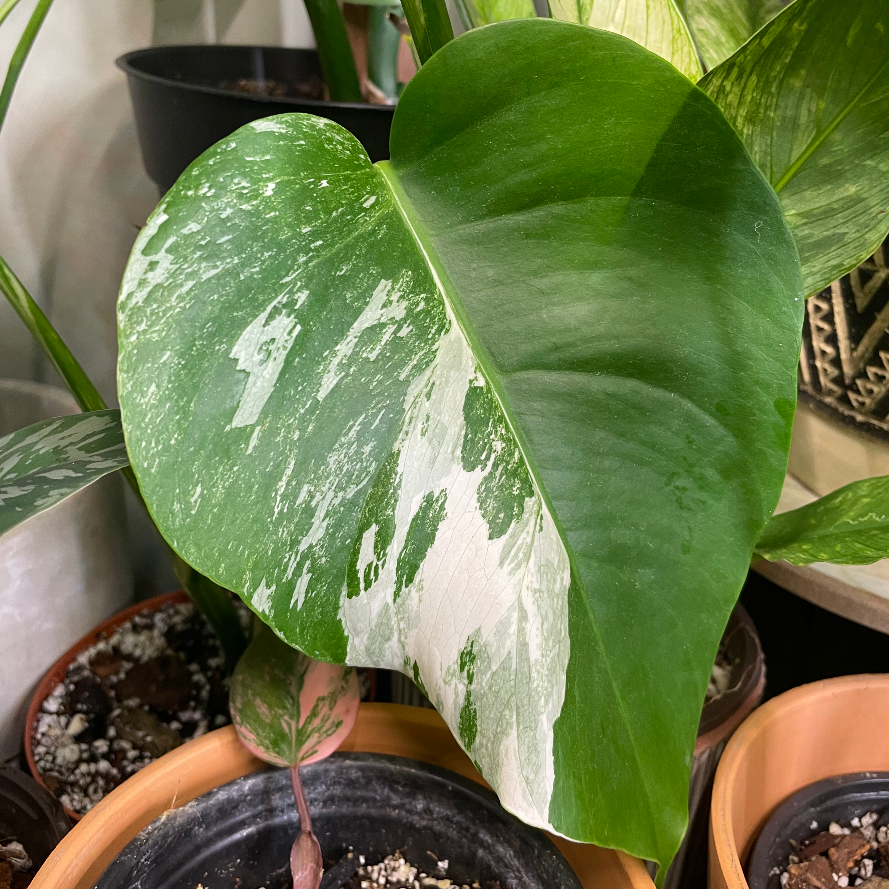 Symbolism and Benefits of the Monstera 'Albo'