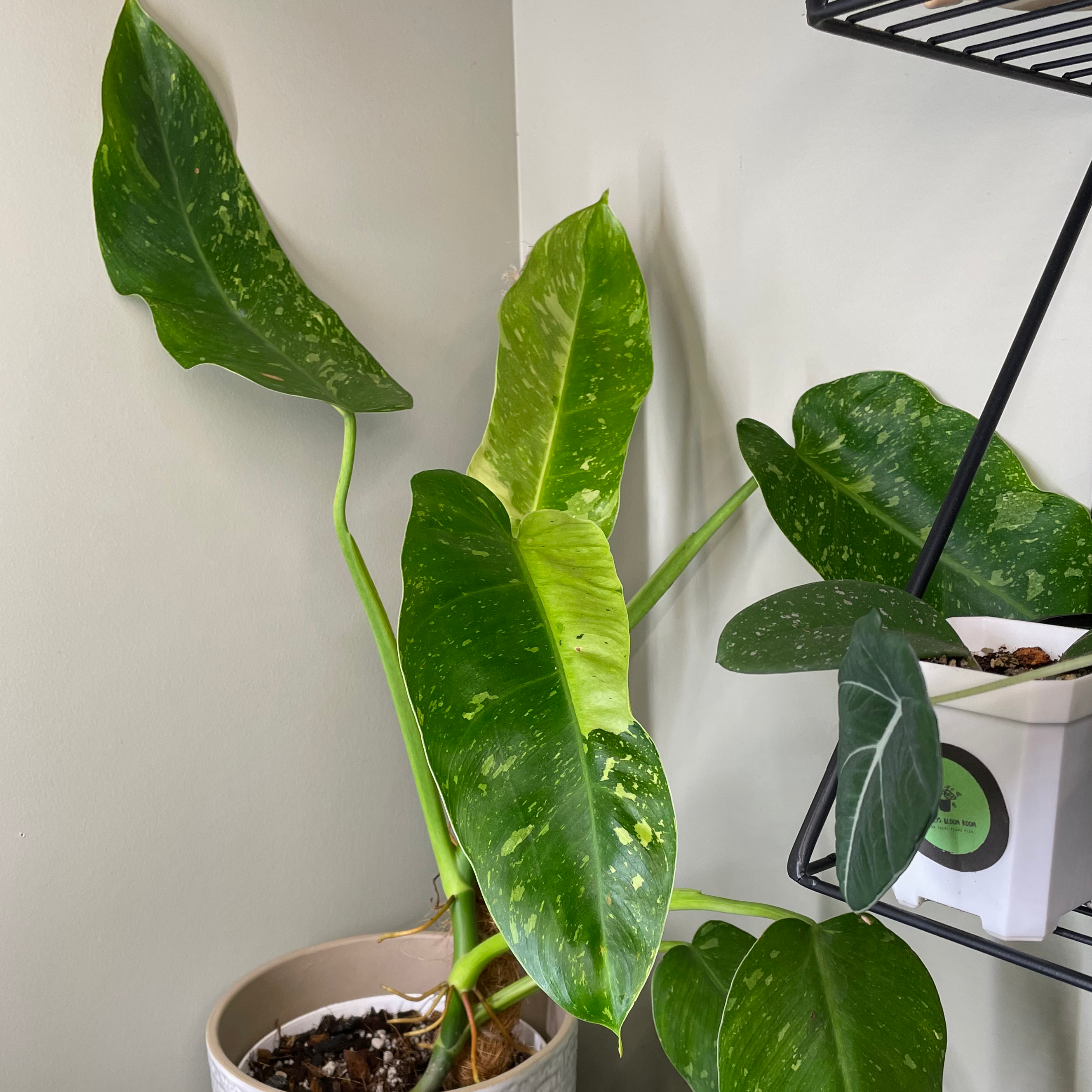 Philodendron 'Jose Buono' - Ultimate Guide to Fertilizing