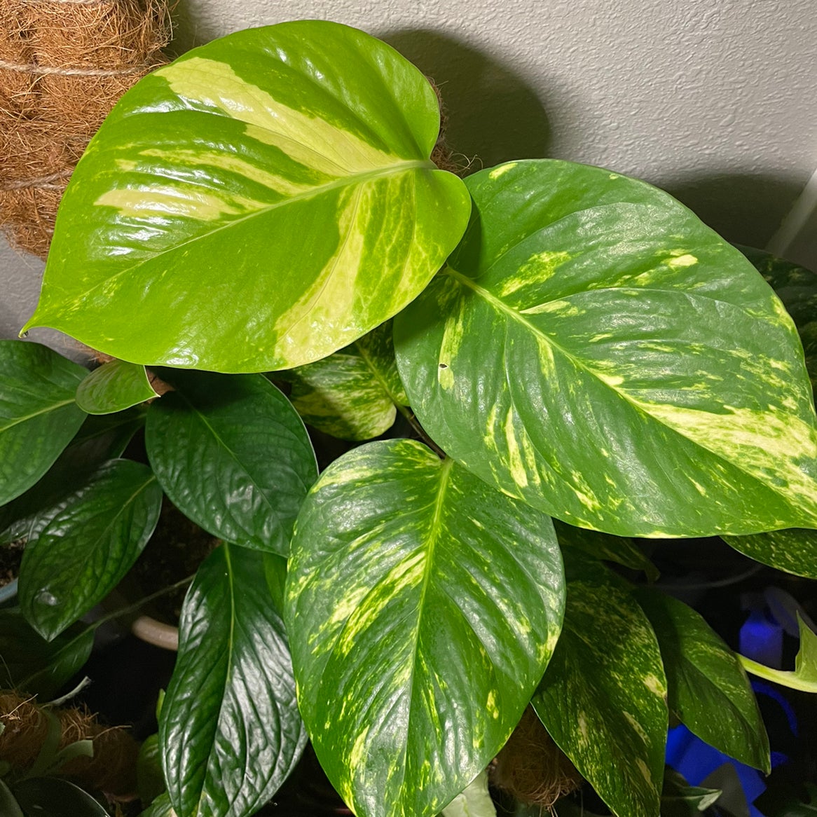 Choosing Fertilizer For My Hawaiian Pothos