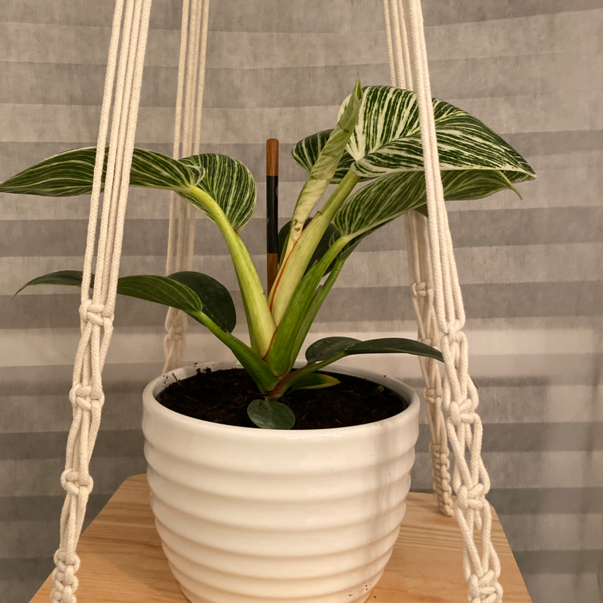 Philodendron Birkin Fertilizer: How And When To Use It