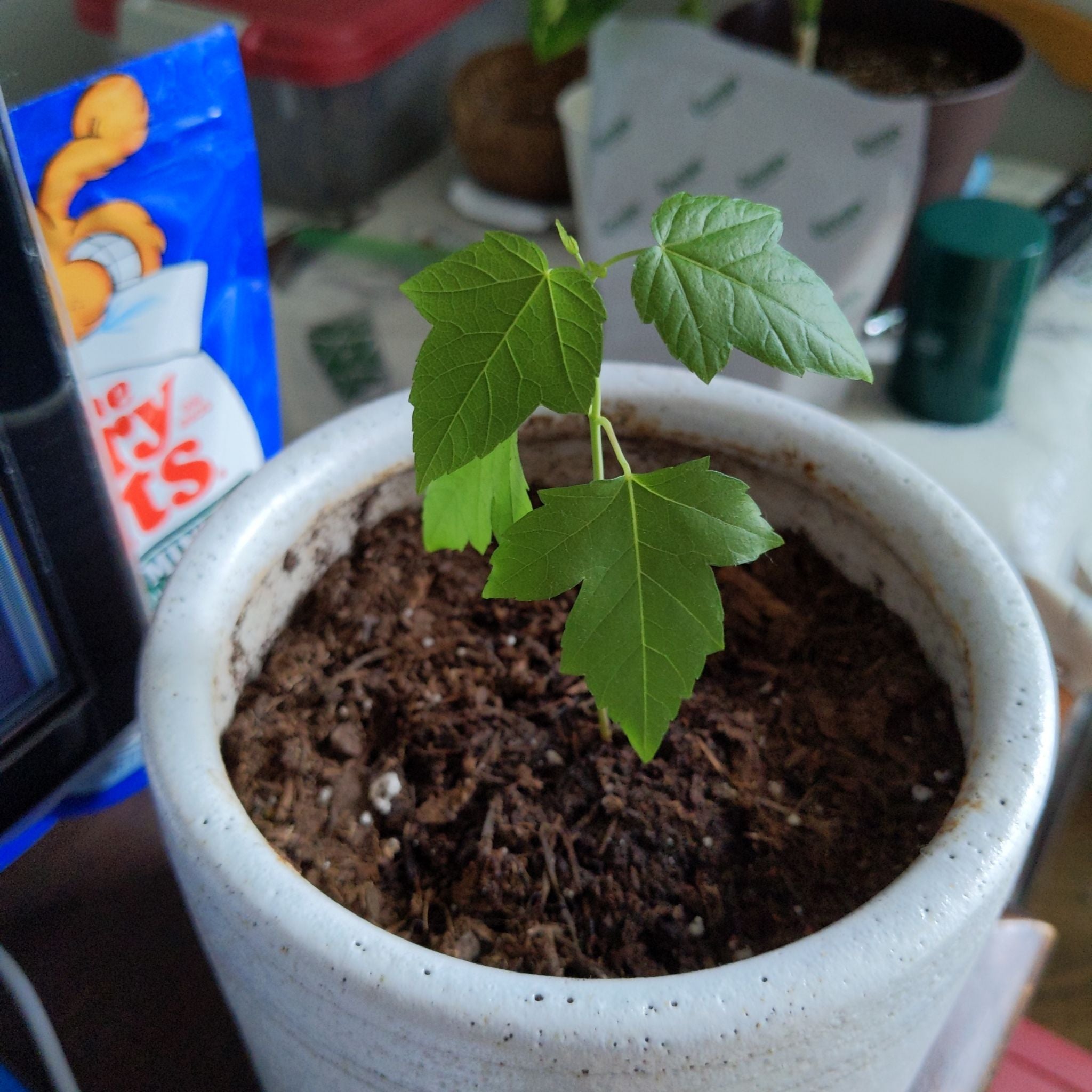 🍂 Why Are My Red Maple Leaves Falling Over?