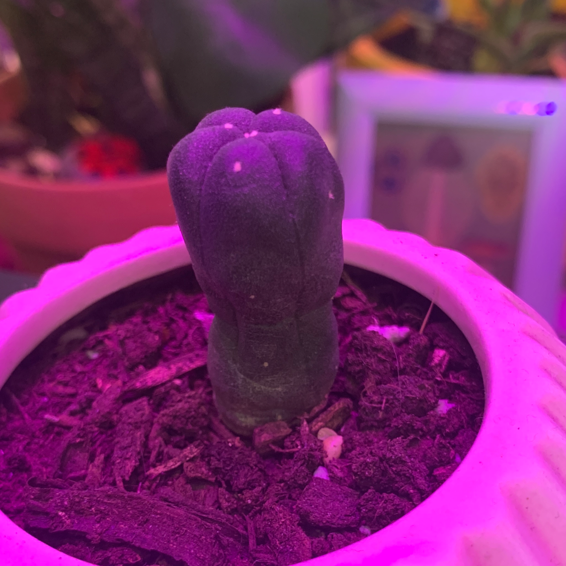 Symbolism and Benefits of the Peyote