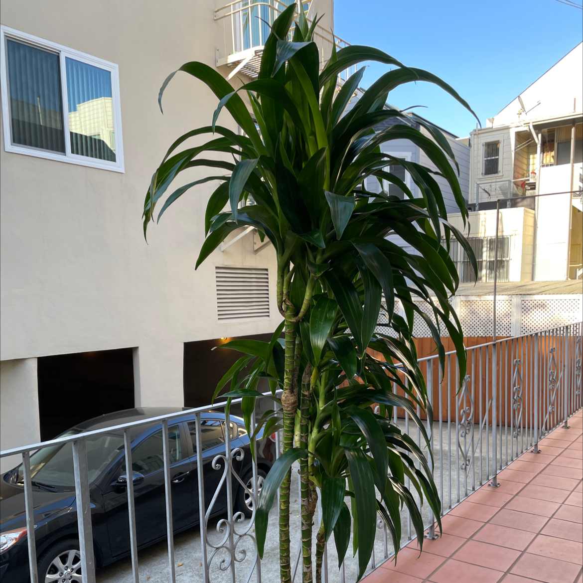 💧 How Much Humidity Does My Dracaena 'Lisa' Need?