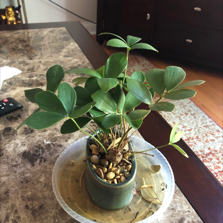 Why Are My Cardboard Palm Leaves Droopy? 😔