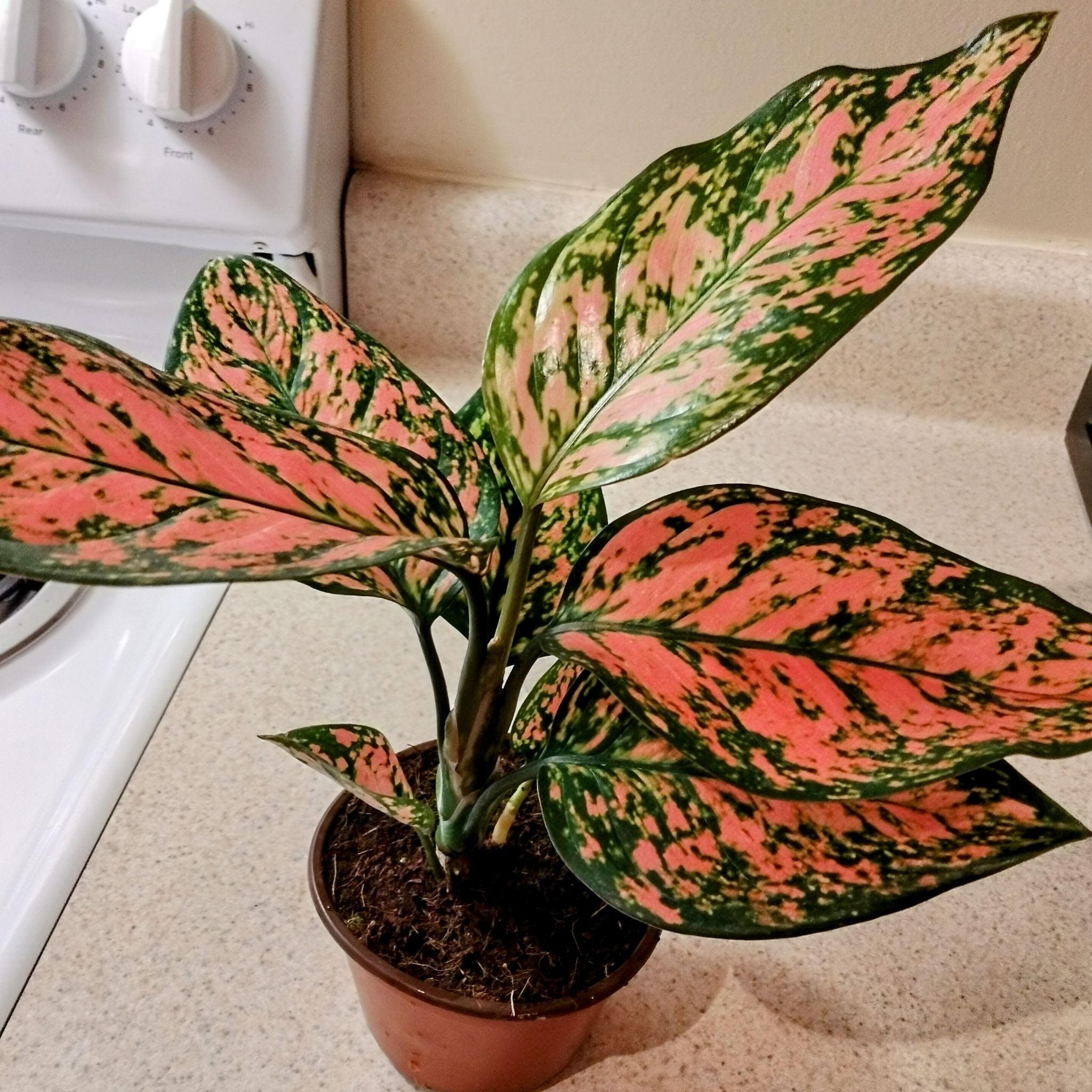 💧 How Much Humidity Does My Aglaonema 'Lady Valentine' Need?