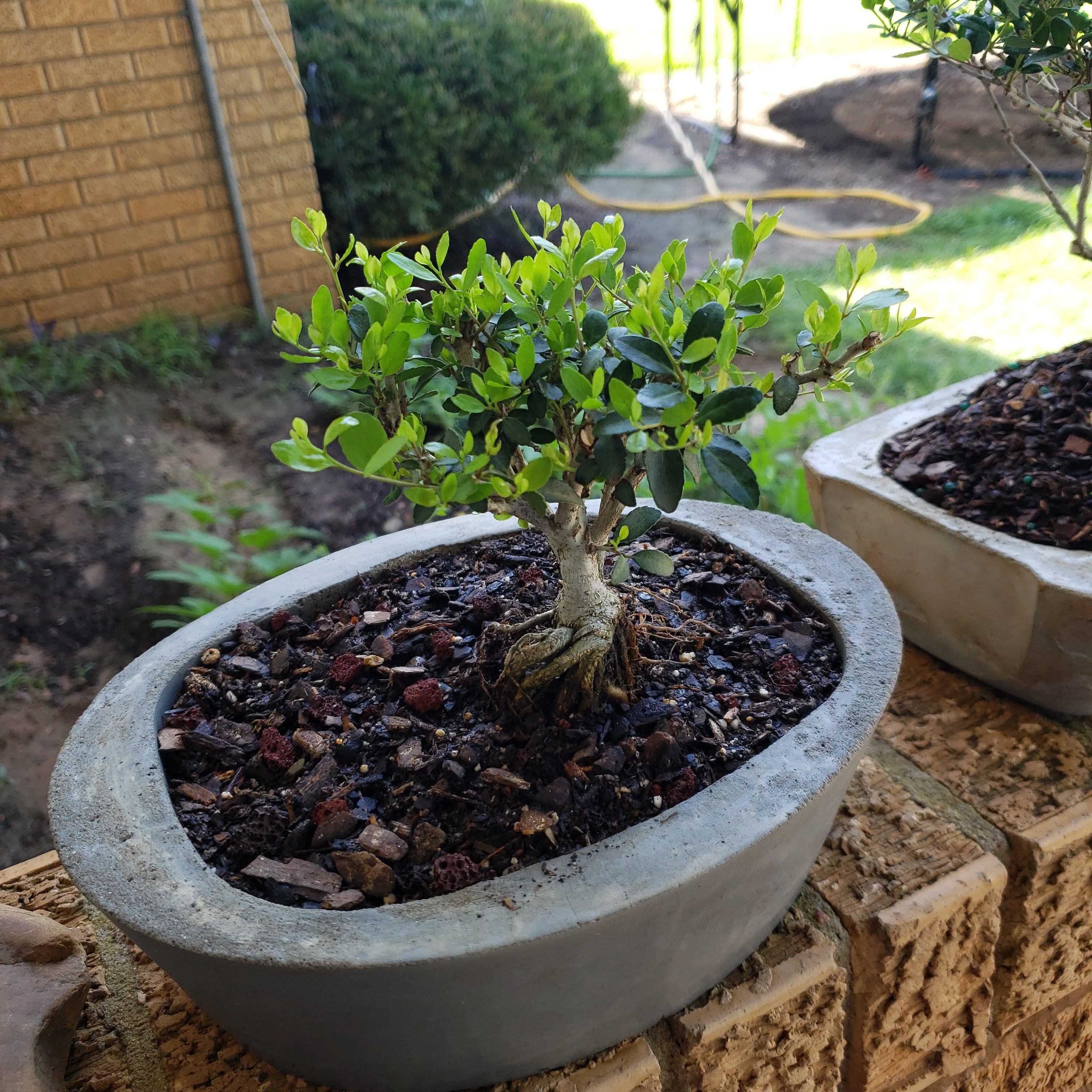 When and Where Should I Trim My Yaupon?