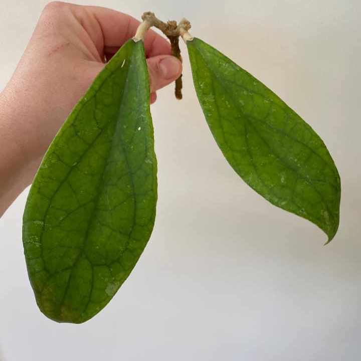 How to Care for Hoya Germany: Mastering Water, Sunlight & More