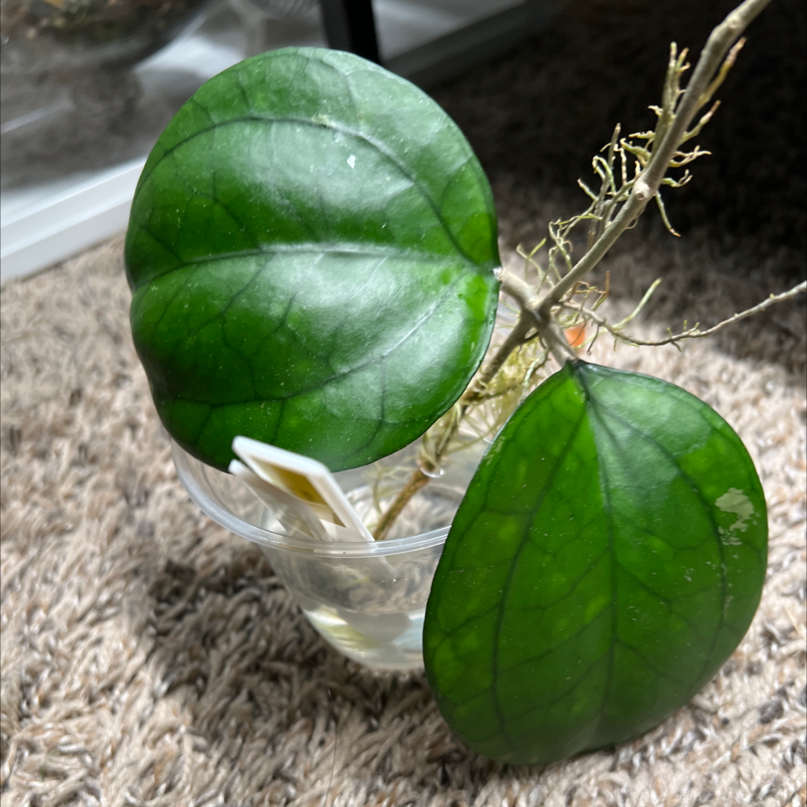 Personalized Hoya ricardo Care: Water, Light, Nutrients | Greg App