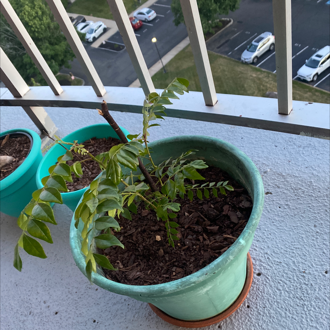 Propagating Curry Tree: Step-by-Step Guide