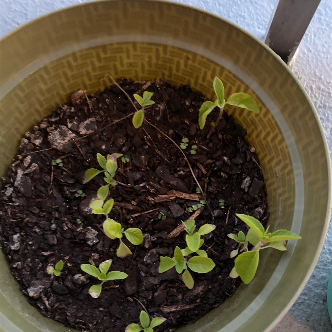 What Are The Bugs on My Holy Basil (Tulsi)? 🐛