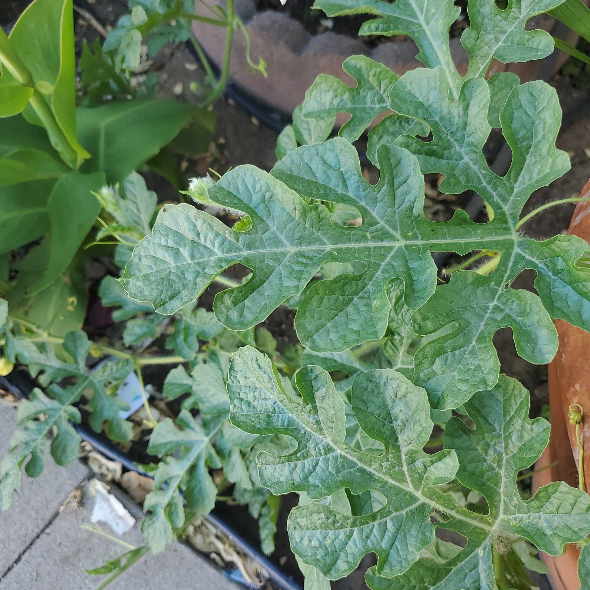 🍉 What Is A Good Temperature Range For My Watermelon?