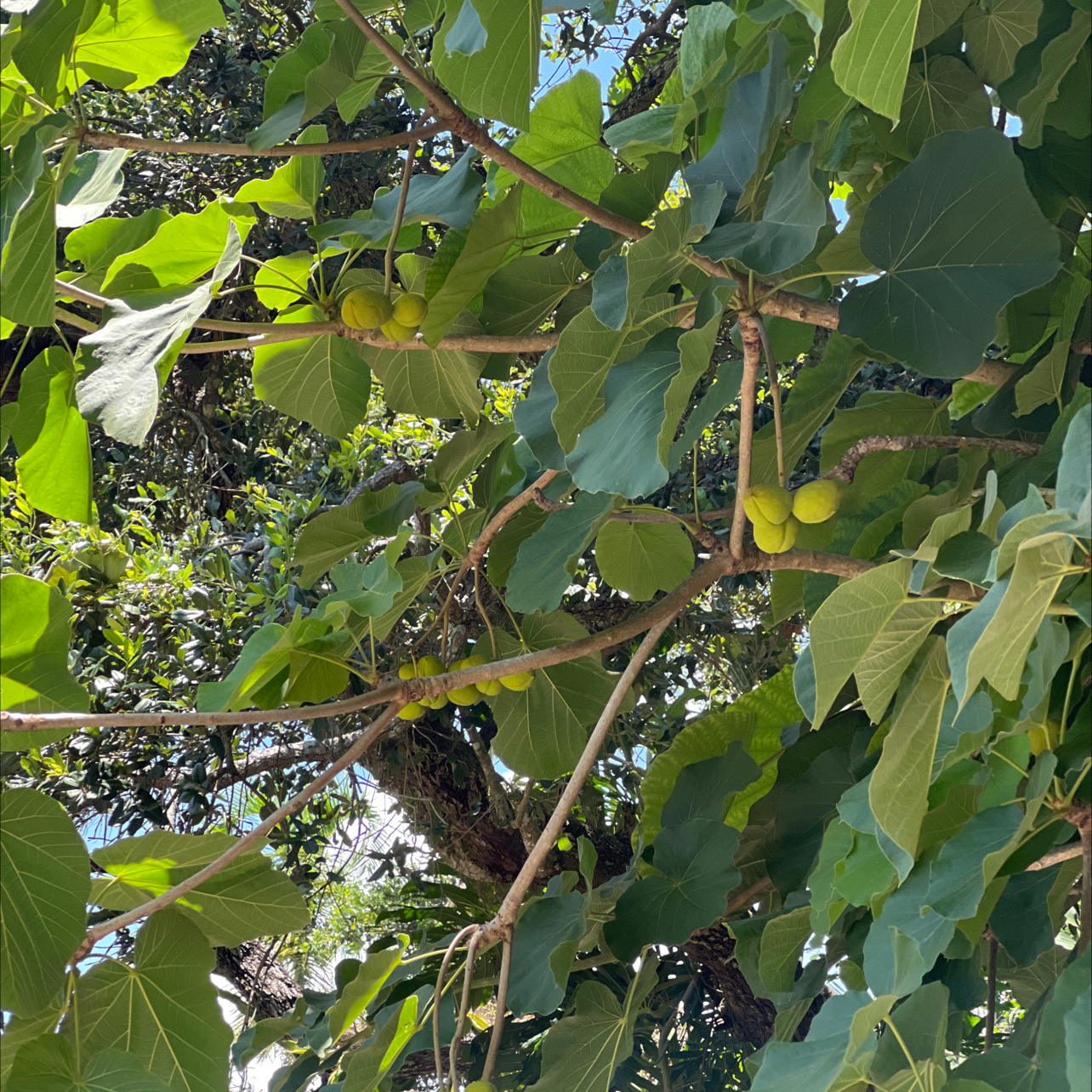 Propagating Your Empress Tree: Step-by-Step Guide